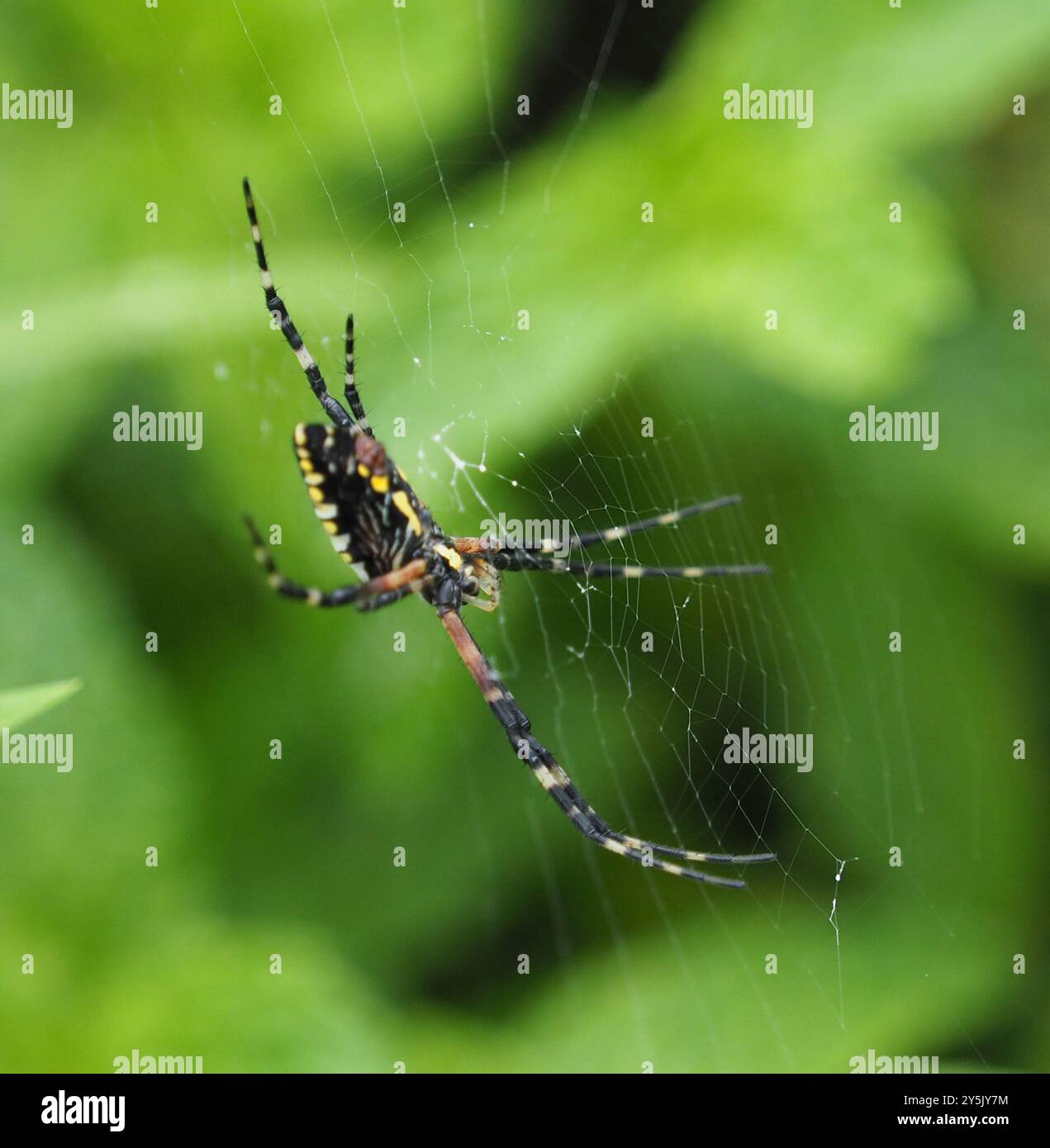 Yellow Garden Spider (Argiope aurantia) Arachnida Stock Photo - Alamy