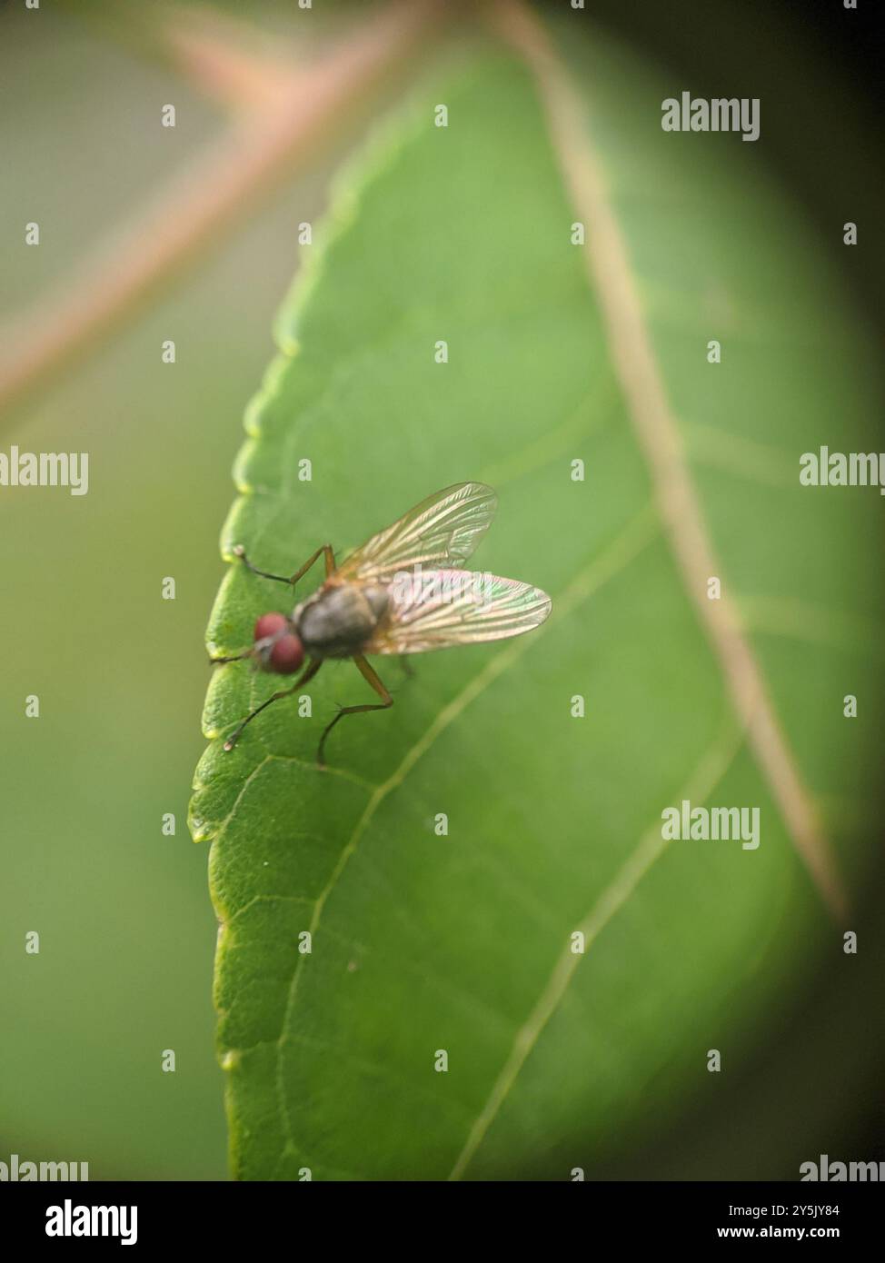 Muscoid Flies (Muscoidea) Insecta Stock Photo - Alamy