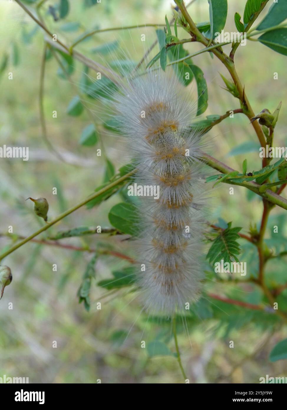 Salt Marsh Moth (Estigmene acrea) Insecta Stock Photo - Alamy