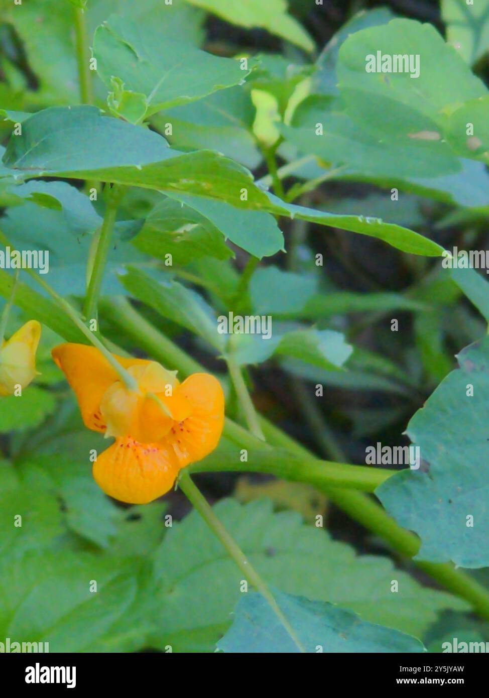 common jewelweed (Impatiens capensis) Plantae Stock Photo - Alamy