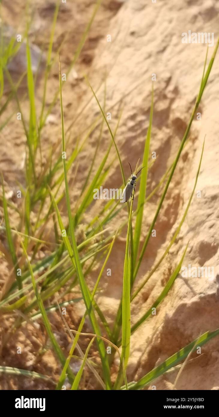 Burning Blister Beetles (Epicauta) Insecta Stock Photo - Alamy