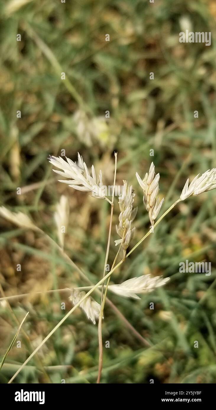 buffalograss (Bouteloua dactyloides) Plantae Stock Photo - Alamy