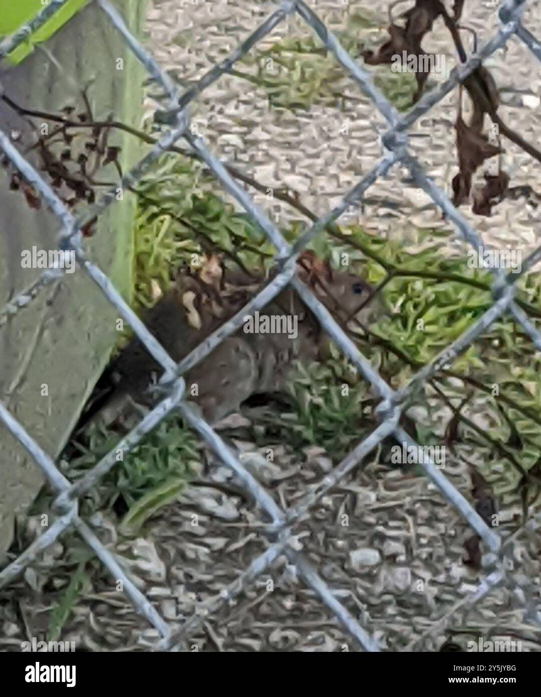 Brown Rat (Rattus norvegicus) Mammalia Stock Photo - Alamy