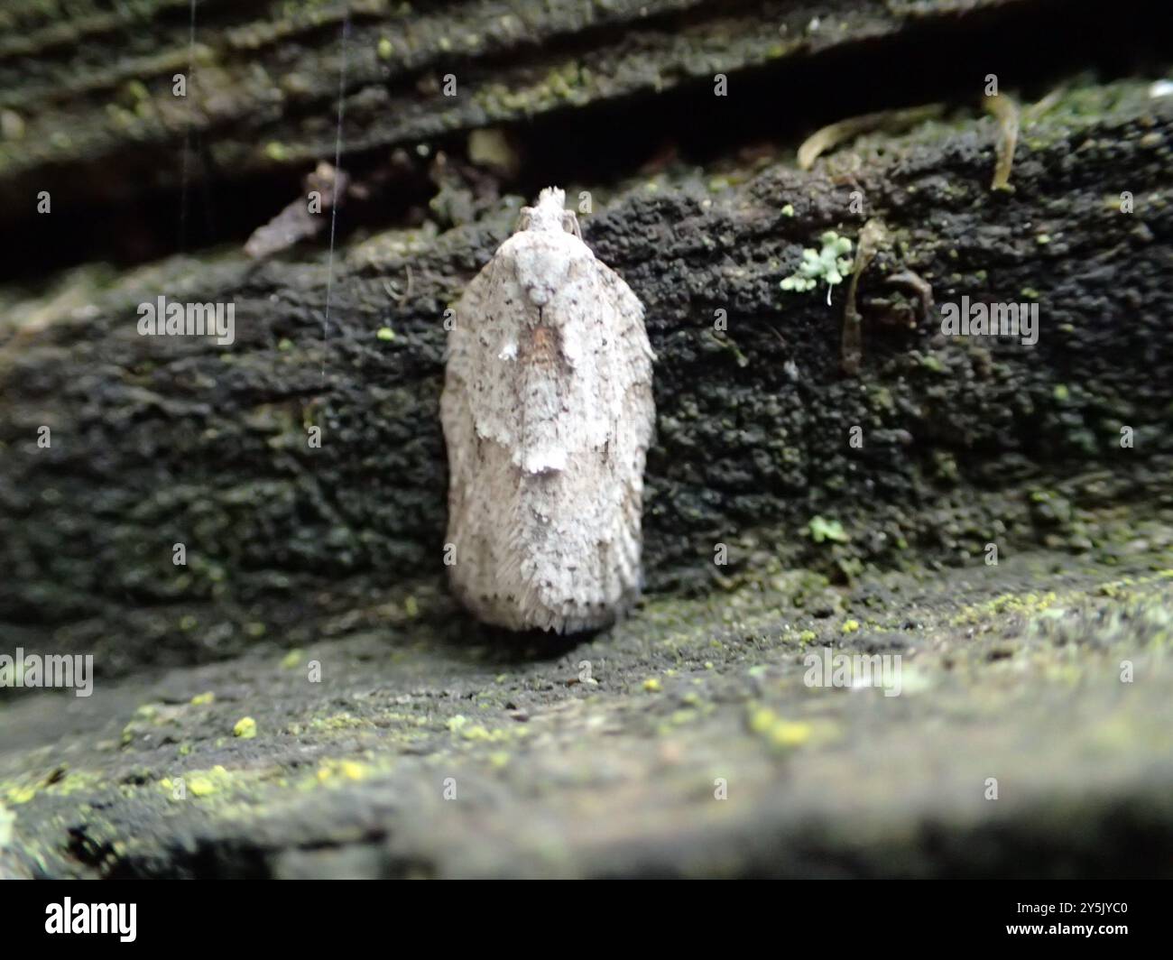 North American Black-headed Birch Leaffolder Moth (Acleris placidana ...