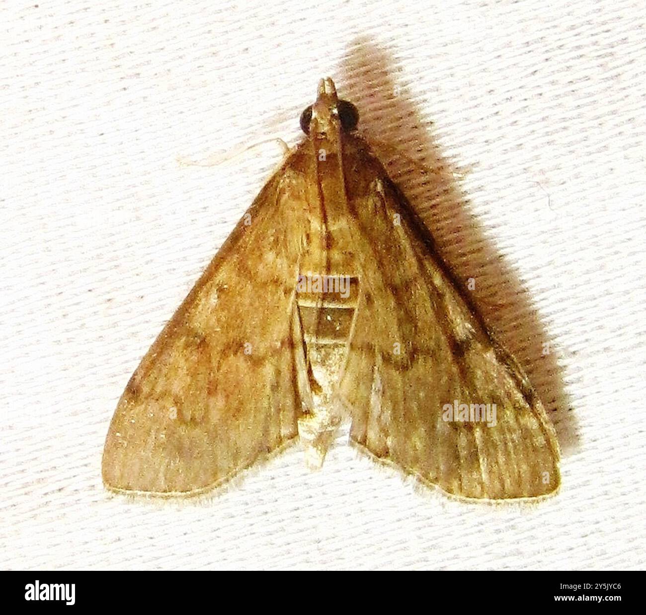 Dusky Herpetogramma Moth (Herpetogramma phaeopteralis) Insecta Stock ...