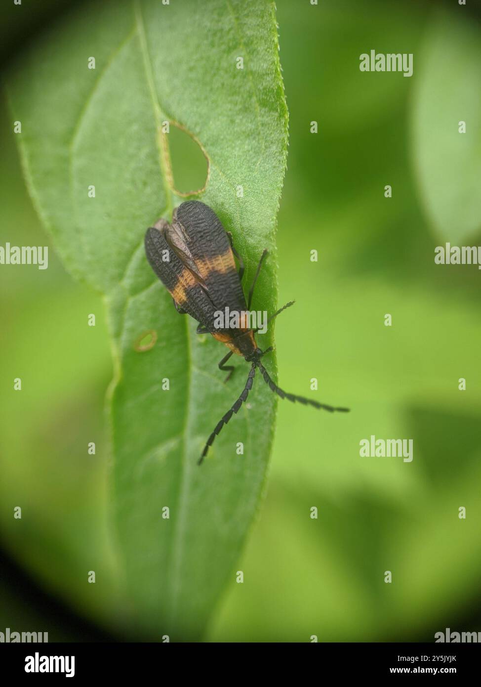 Reticulated Net-winged Beetle (Calopteron reticulatum) Insecta Stock ...