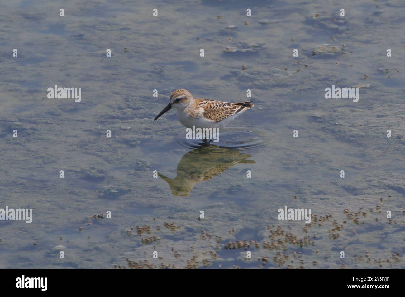 Western Sandpiper (Calidris mauri) Aves Stock Photo - Alamy