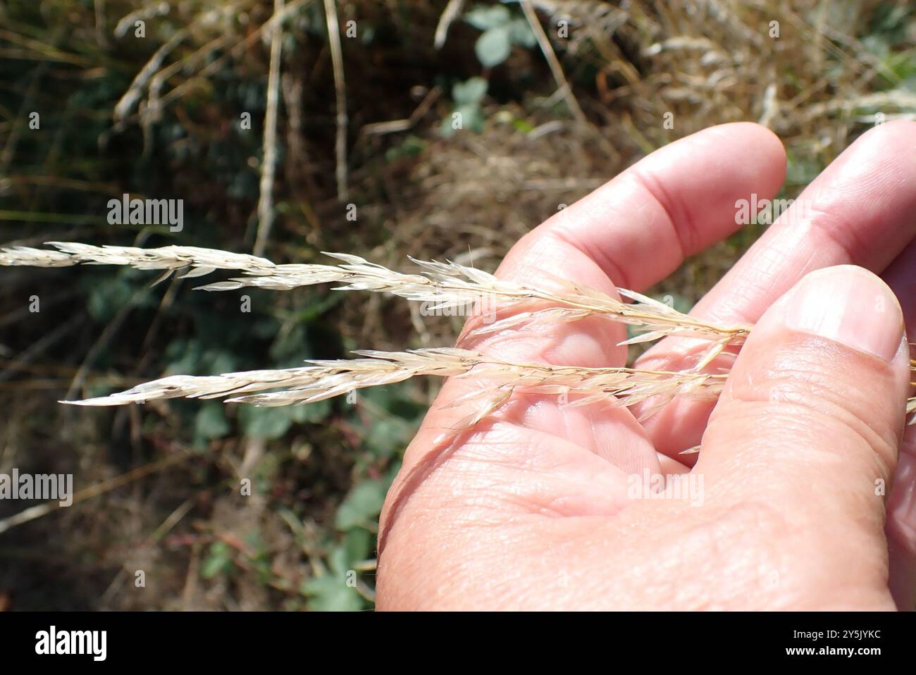 tall oat grass (Arrhenatherum elatius) Plantae Stock Photo - Alamy