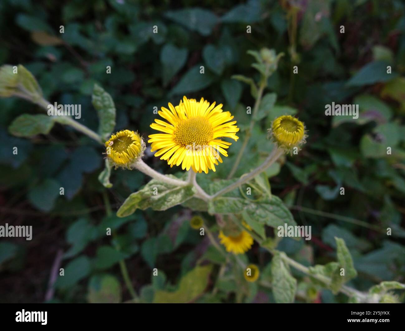 Common Fleabane (Pulicaria dysenterica) Plantae Stock Photo - Alamy