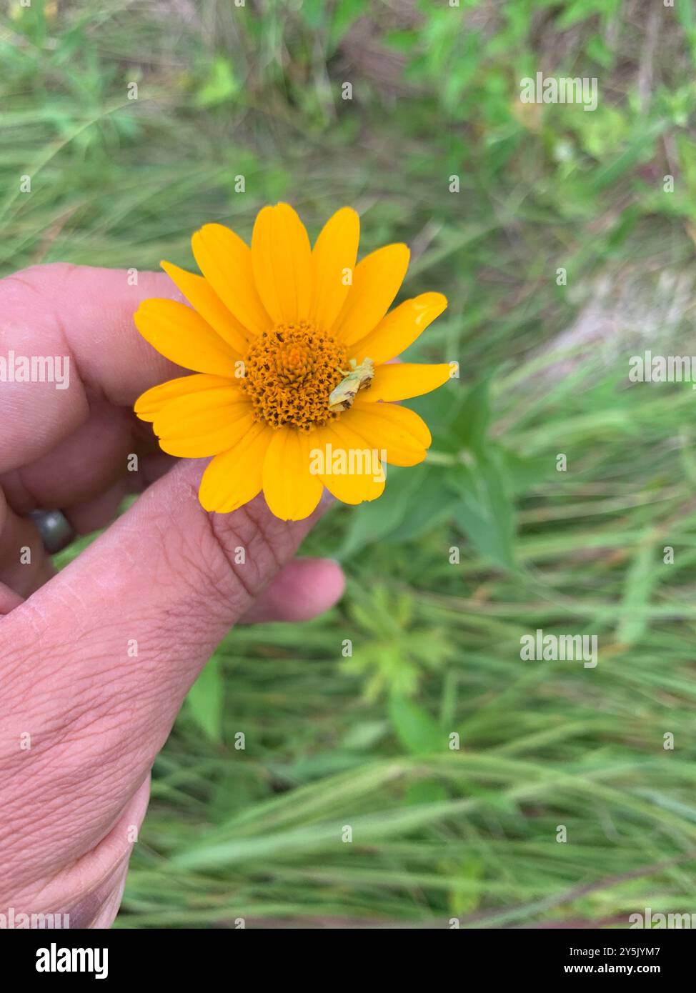 false sunflower (Heliopsis helianthoides) Plantae Stock Photo - Alamy