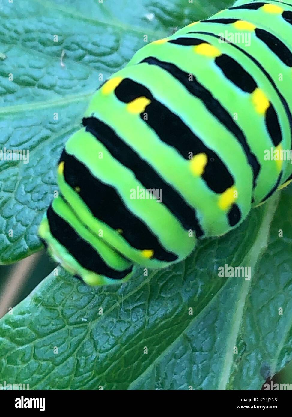 Short-tailed Swallowtail (Papilio brevicauda) Insecta Stock Photo - Alamy