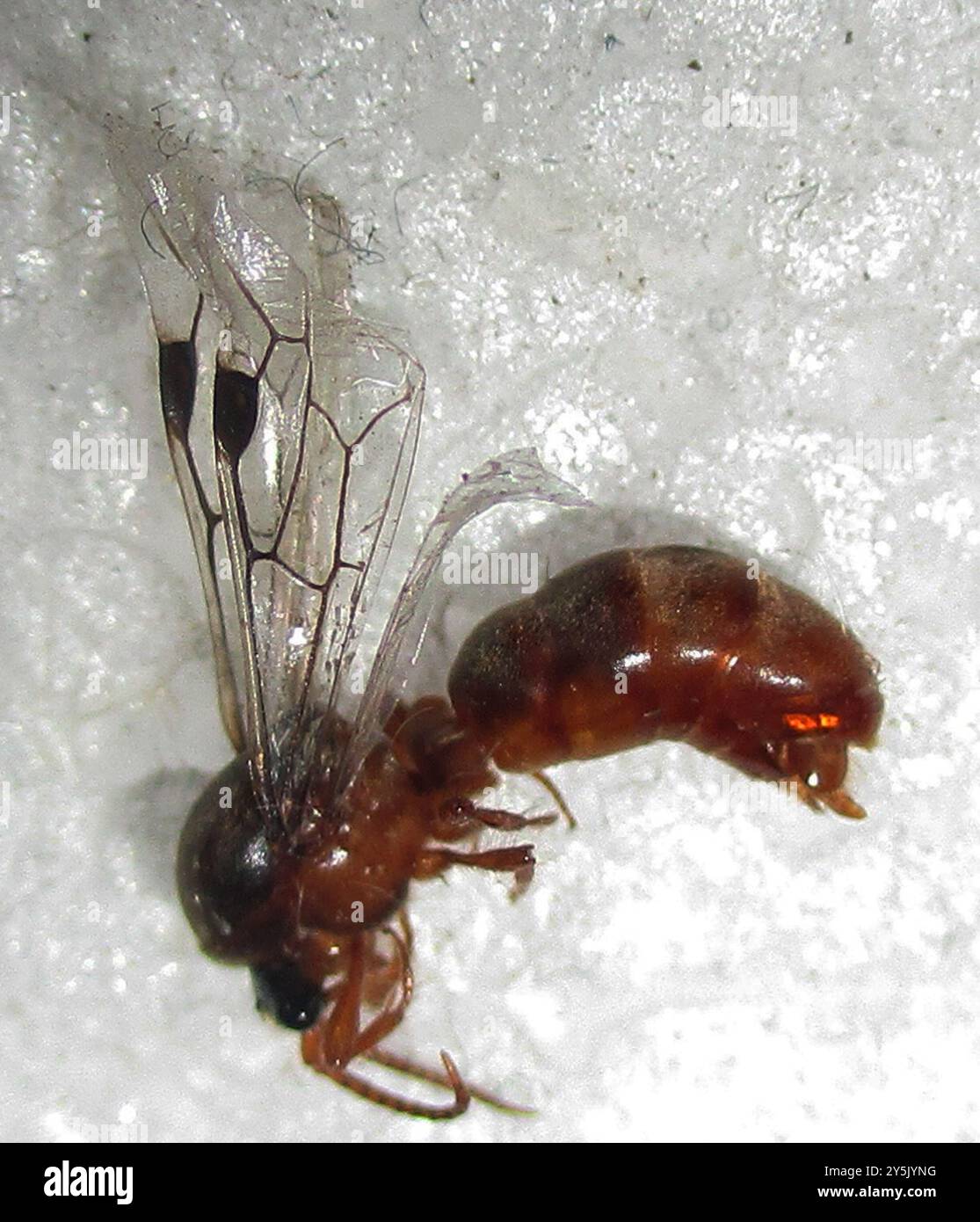 Aenictus hi-res stock photography and images - Alamy