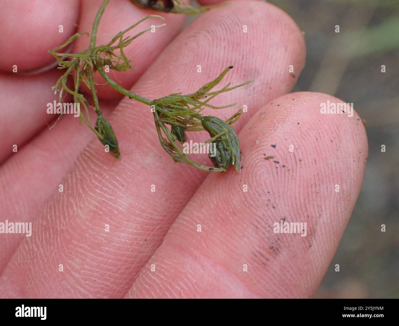 common stonewort (Chara vulgaris) Plantae Stock Photo - Alamy