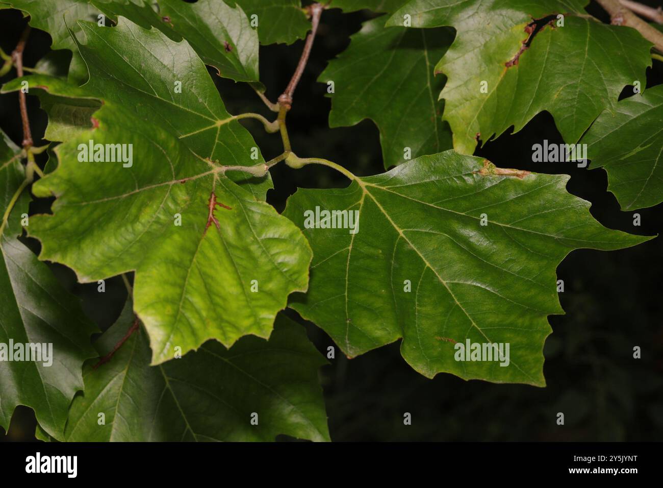 London Plane (Platanus × hispanica) Plantae Stock Photo - Alamy