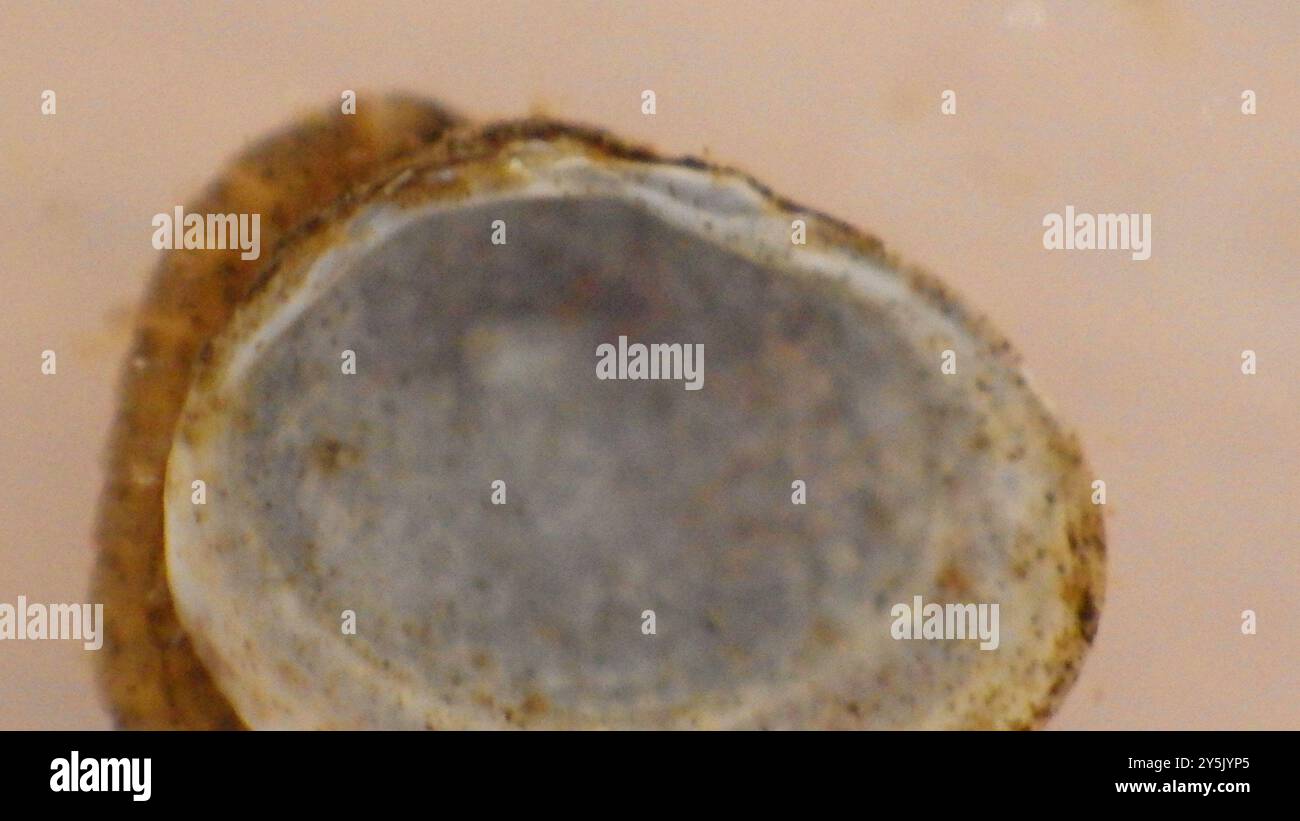 Pea Clams (Sphaeriidae) Mollusca Stock Photo - Alamy