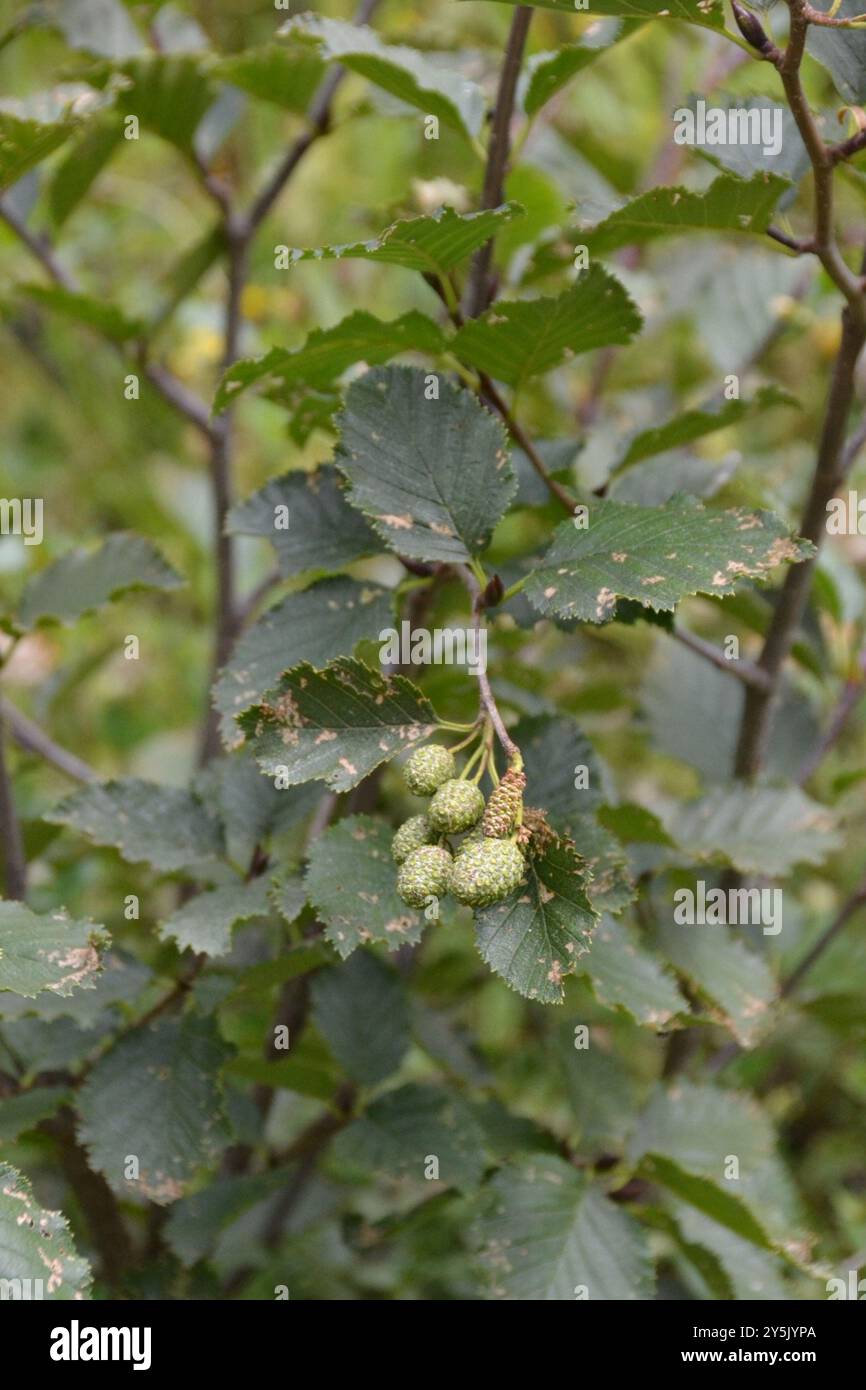 green alder (Alnus alnobetula) Plantae Stock Photo - Alamy