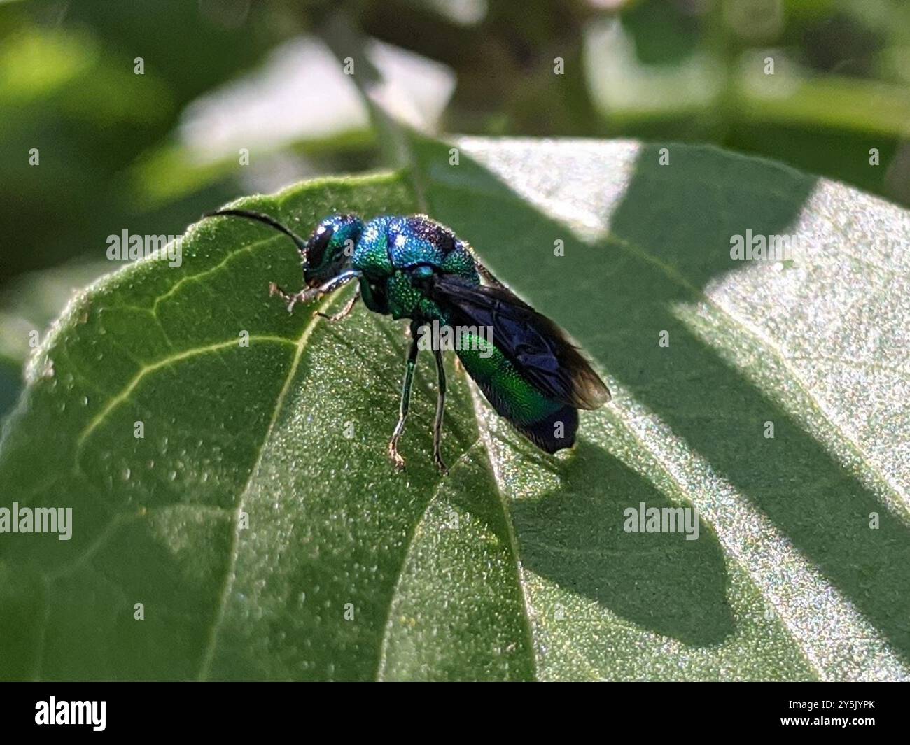 Metallic Bluish-green Cuckoo Wasp (Chrysis angolensis) Insecta Stock Photo - Alamy