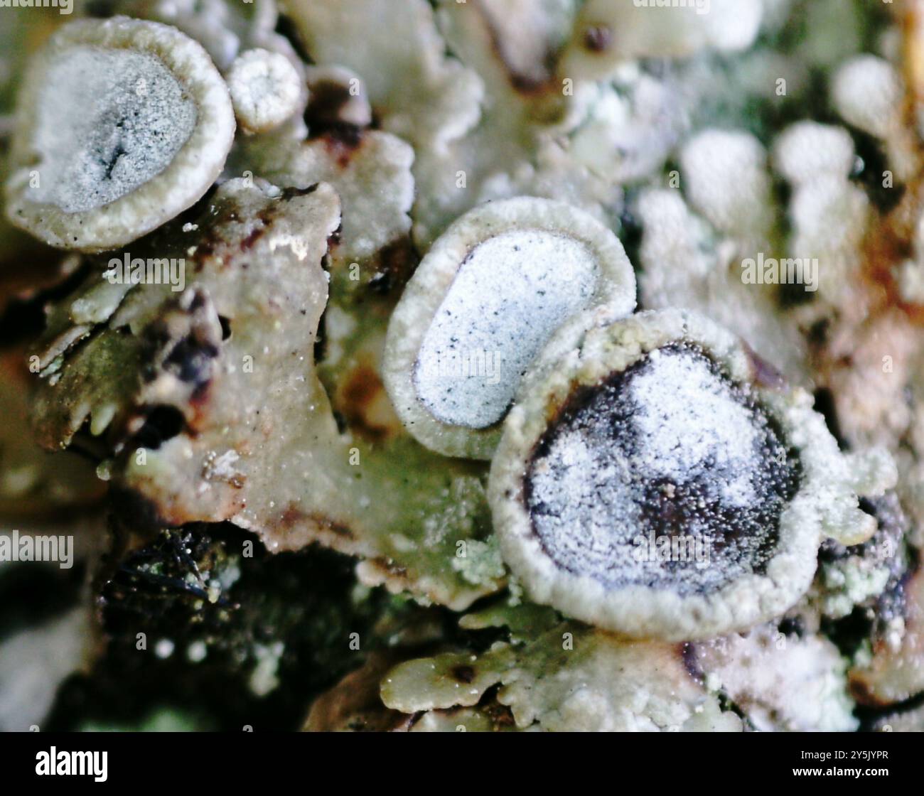 (Physconia distorta) Fungi Stock Photo - Alamy