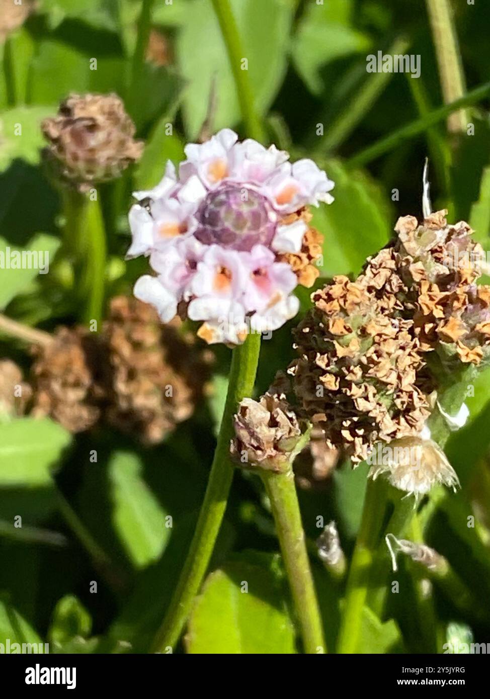turkey tangle frogfruit (Phyla nodiflora) Plantae Stock Photo - Alamy