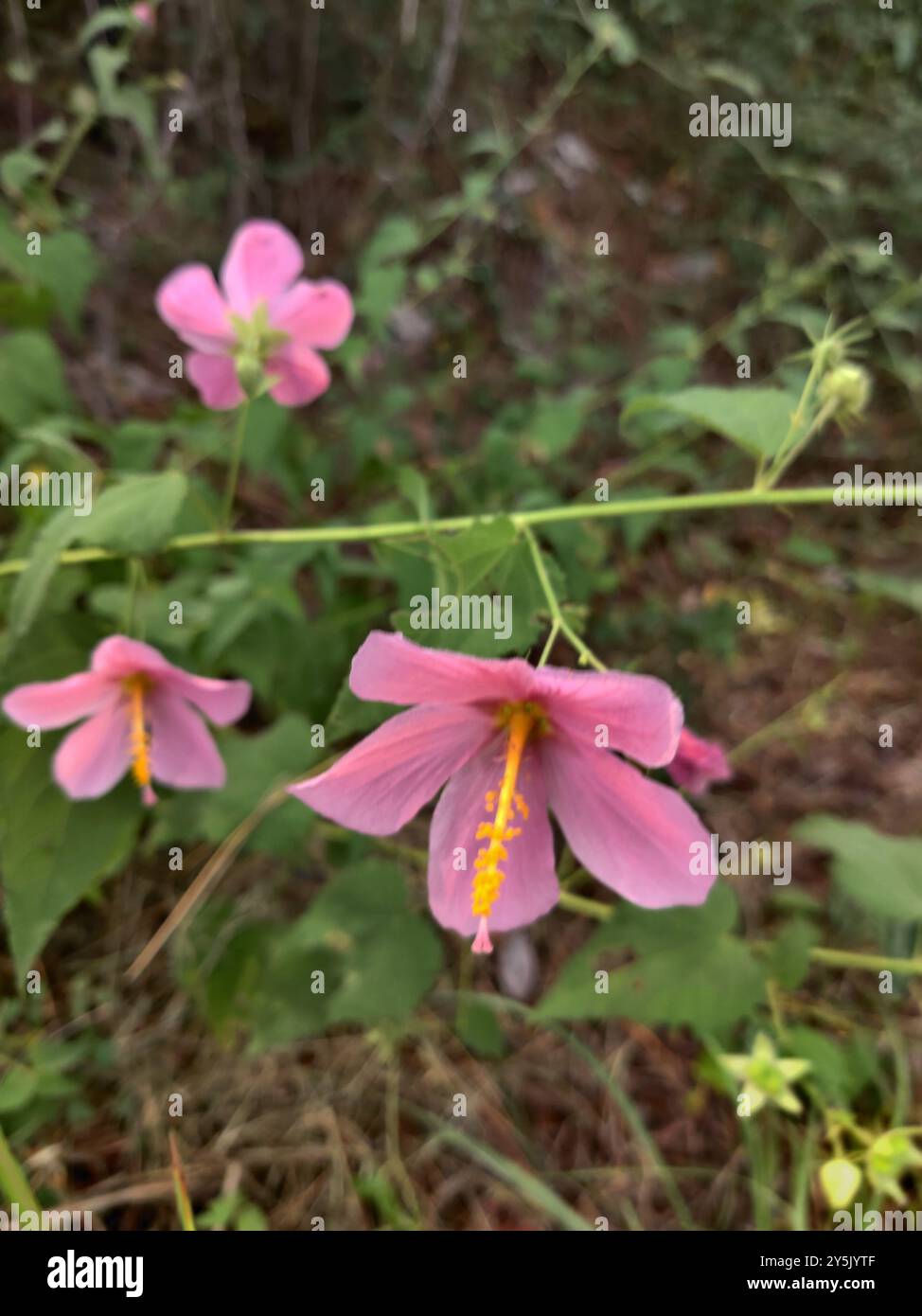 Saltmarsh mallow (Kosteletzkya pentacarpos) Plantae Stock Photo - Alamy