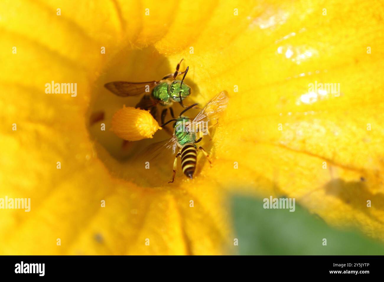 Texas Striped Sweat Bee (Agapostemon texanus) Insecta Stock Photo - Alamy