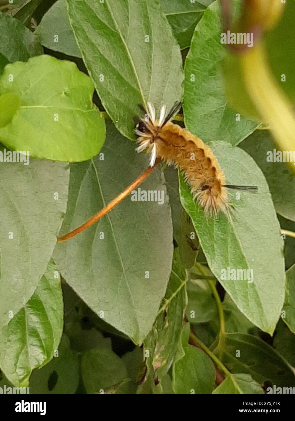 Banded Tussock Moth (Halysidota tessellaris) Insecta Stock Photo - Alamy