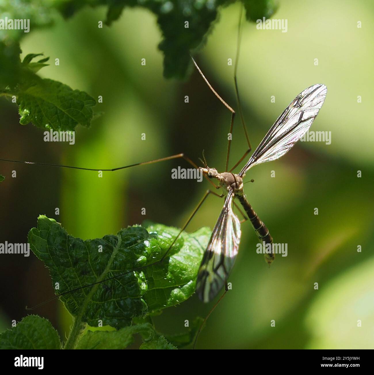 Common Crane Flies (Tipula) Insecta Stock Photo - Alamy