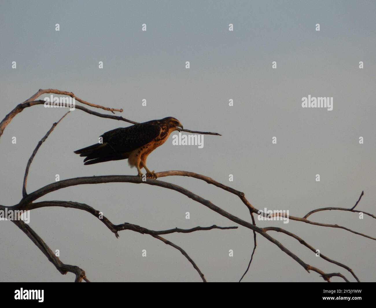 Swainson's Hawk (Buteo swainsoni) Aves Stock Photo - Alamy