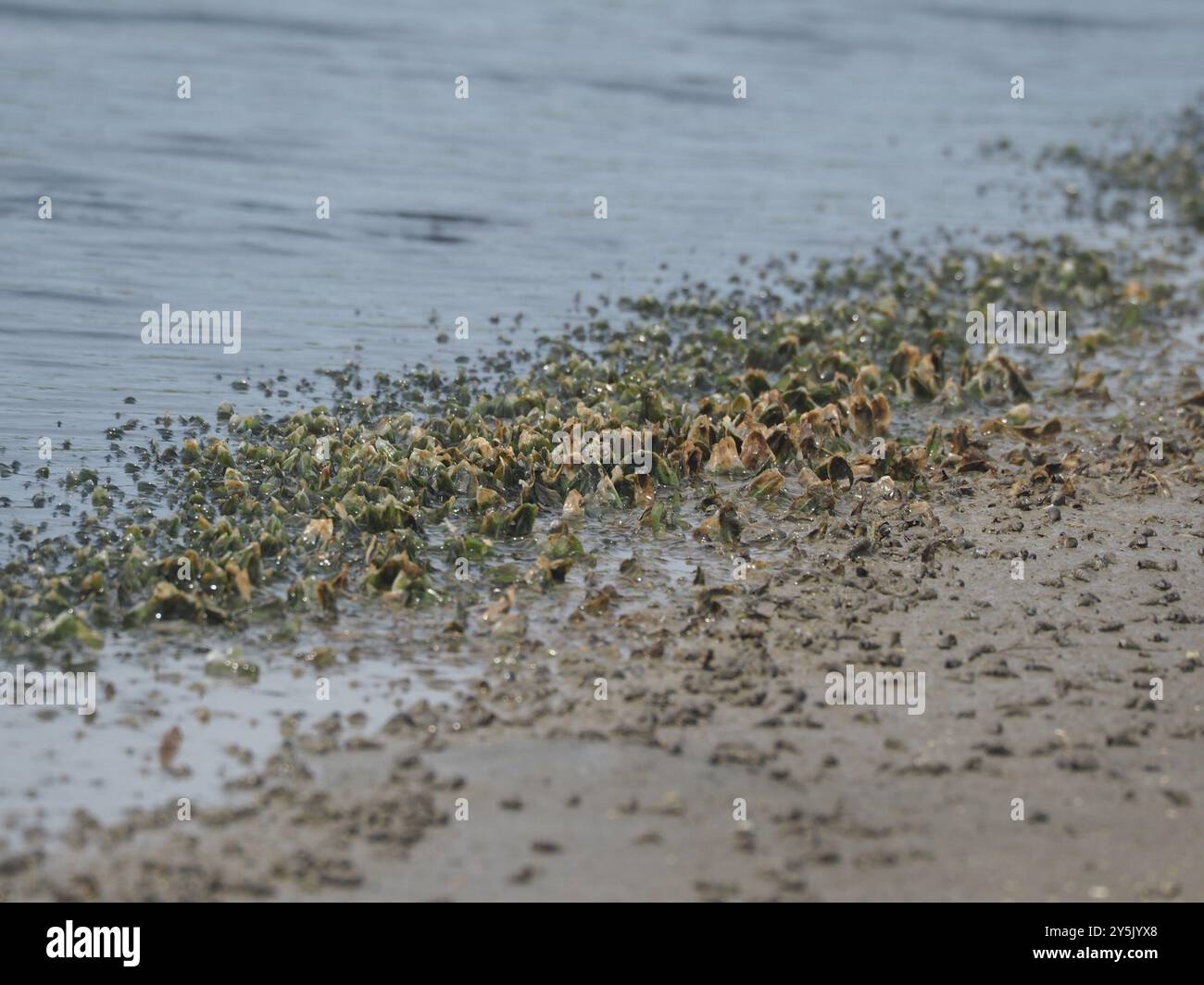 Sea Wrack (Halophila ovalis) Plantae Stock Photo - Alamy