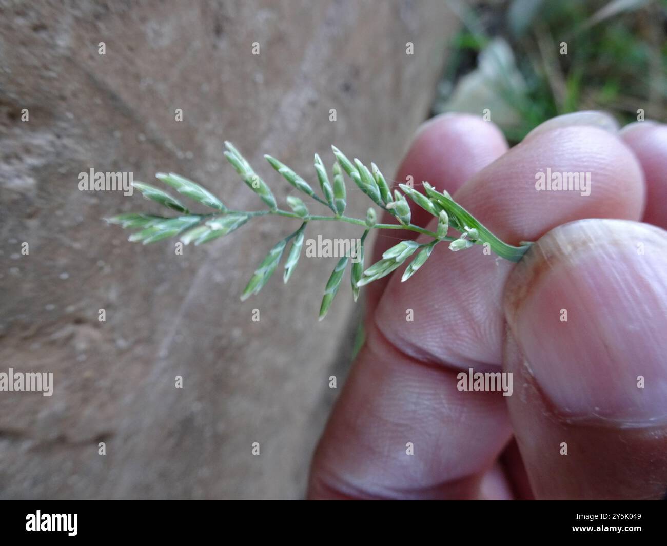 Borrer's Saltmarsh-grass (Puccinellia fasciculata) Plantae Stock Photo ...