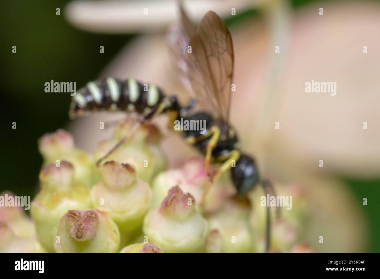Typical Weevil Wasps and Allies (Cerceris) Insecta Stock Photo - Alamy
