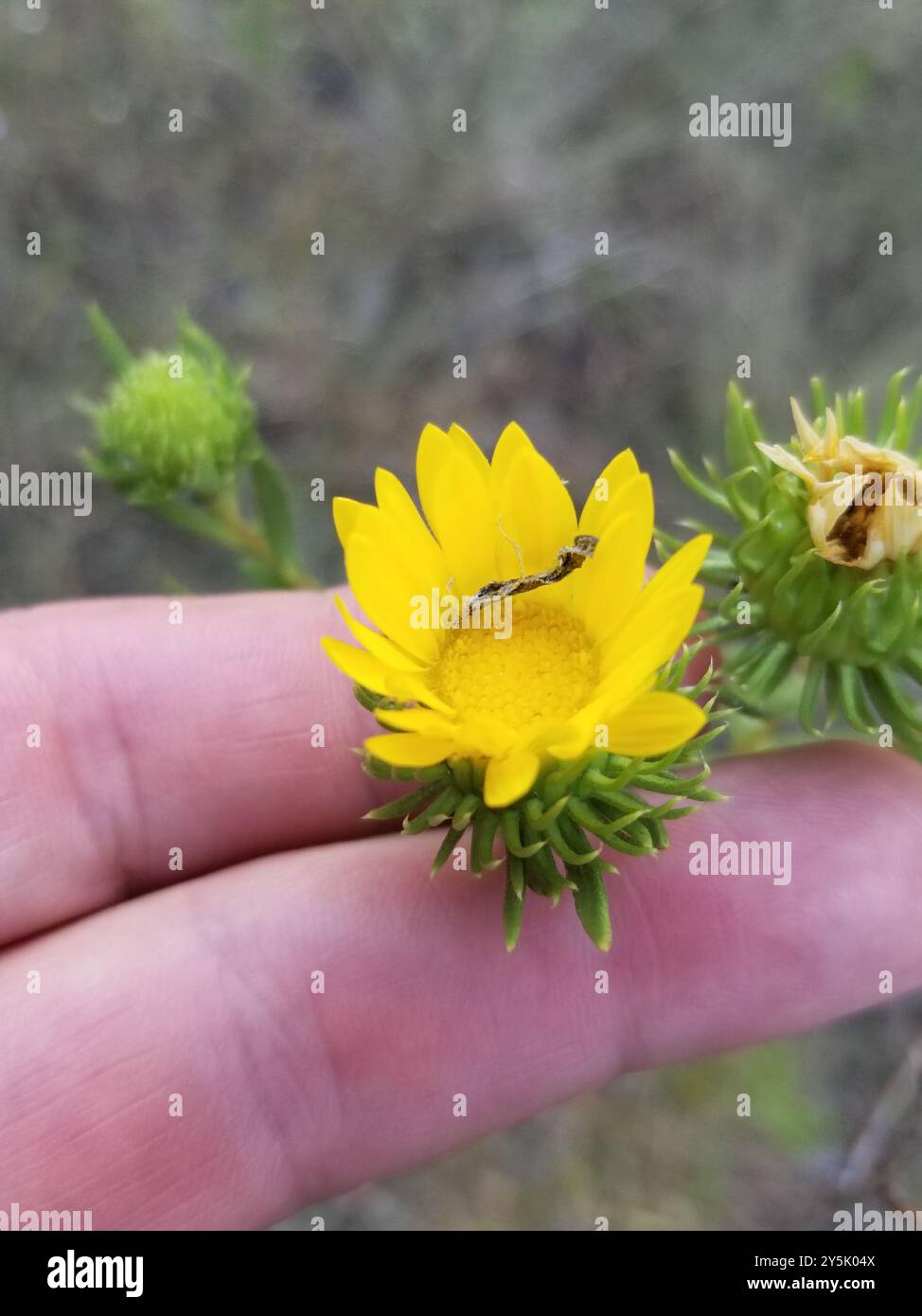 Narrowleaf Gumweed (Grindelia lanceolata) Plantae Stock Photo - Alamy
