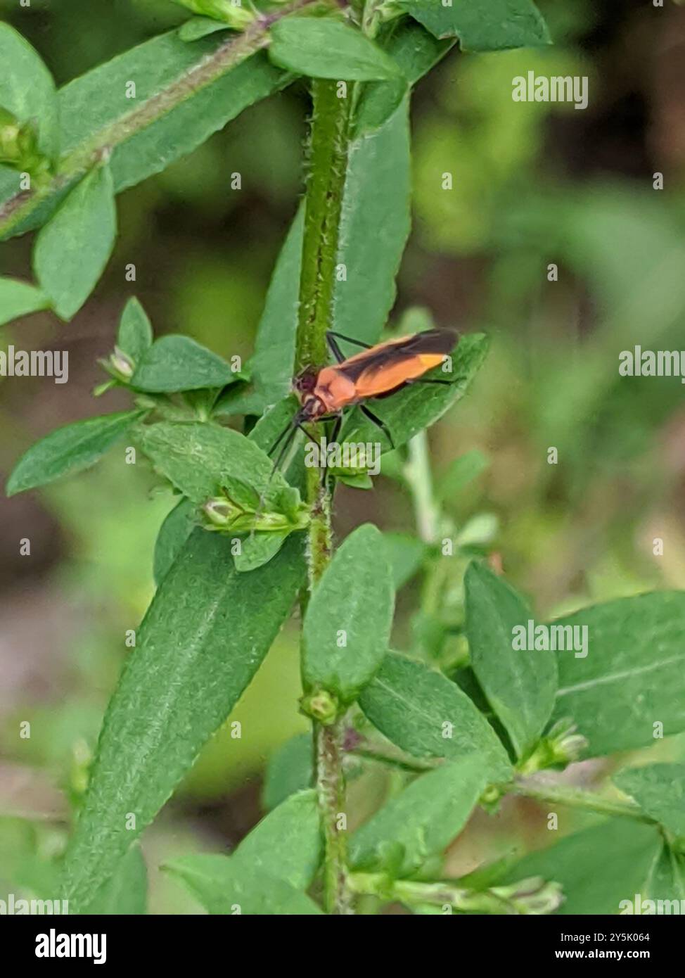 Scarlet Plant Bugs (Lopidea) Insecta Stock Photo - Alamy