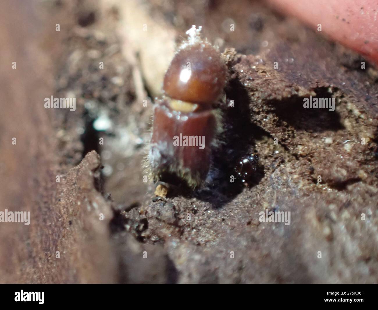 Typical Bark Beetles (Scolytini) Insecta Stock Photo - Alamy