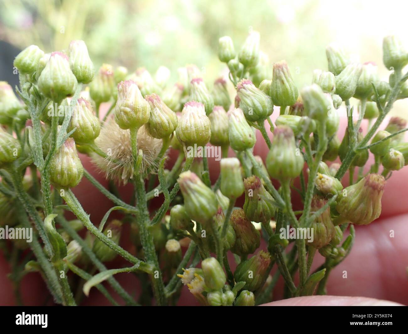 Tall Fleabane (Erigeron floribundus) Plantae Stock Photo - Alamy