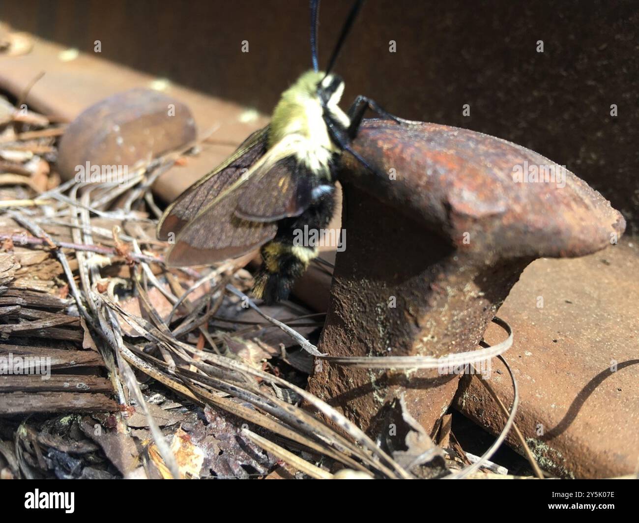 Snowberry Clearwing (Hemaris diffinis) Insecta Stock Photo - Alamy