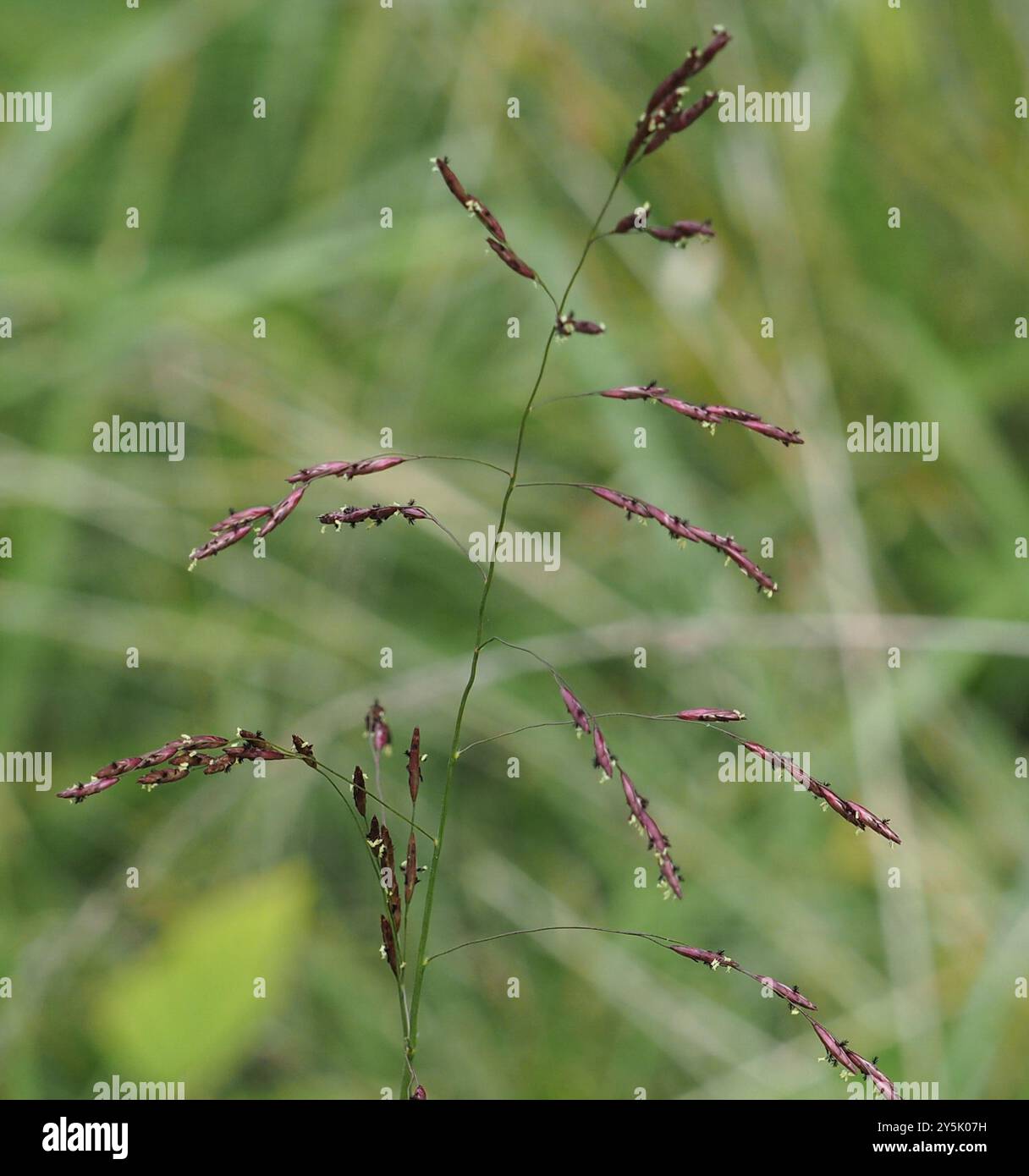 purpletop tridens (Tridens flavus) Plantae Stock Photo - Alamy