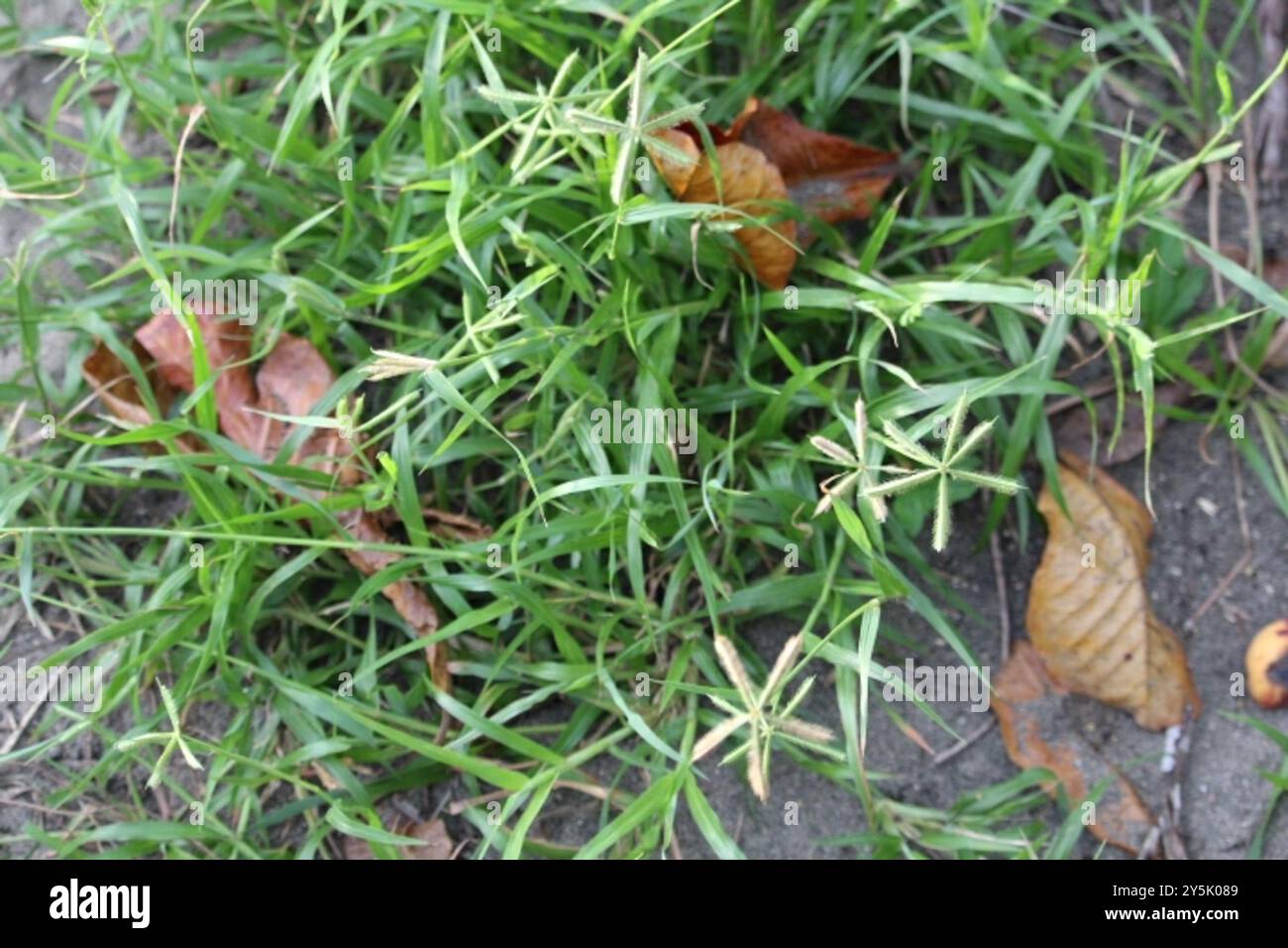 crowsfoot grasses (Dactyloctenium) Plantae Stock Photo - Alamy