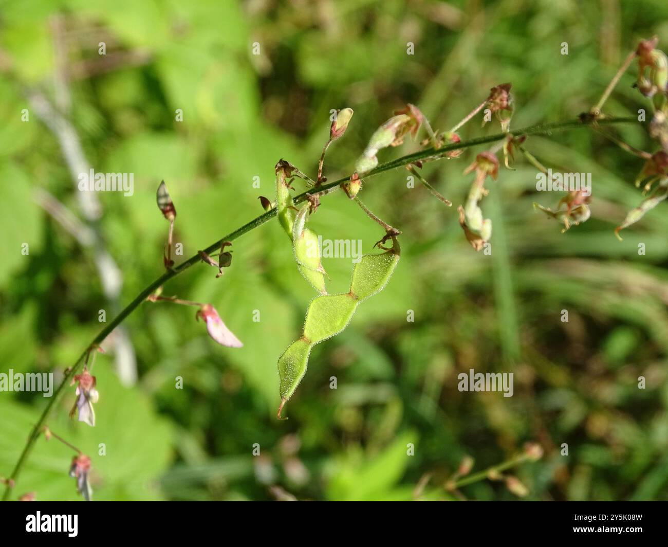 perplexed tick-trefoil (Desmodium perplexum) Plantae Stock Photo - Alamy
