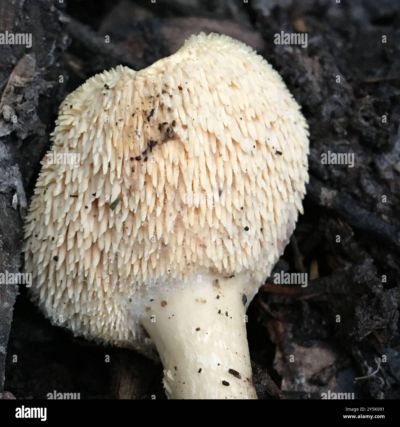 Wood Hedgehog (Hydnum repandum) Fungi Stock Photo - Alamy