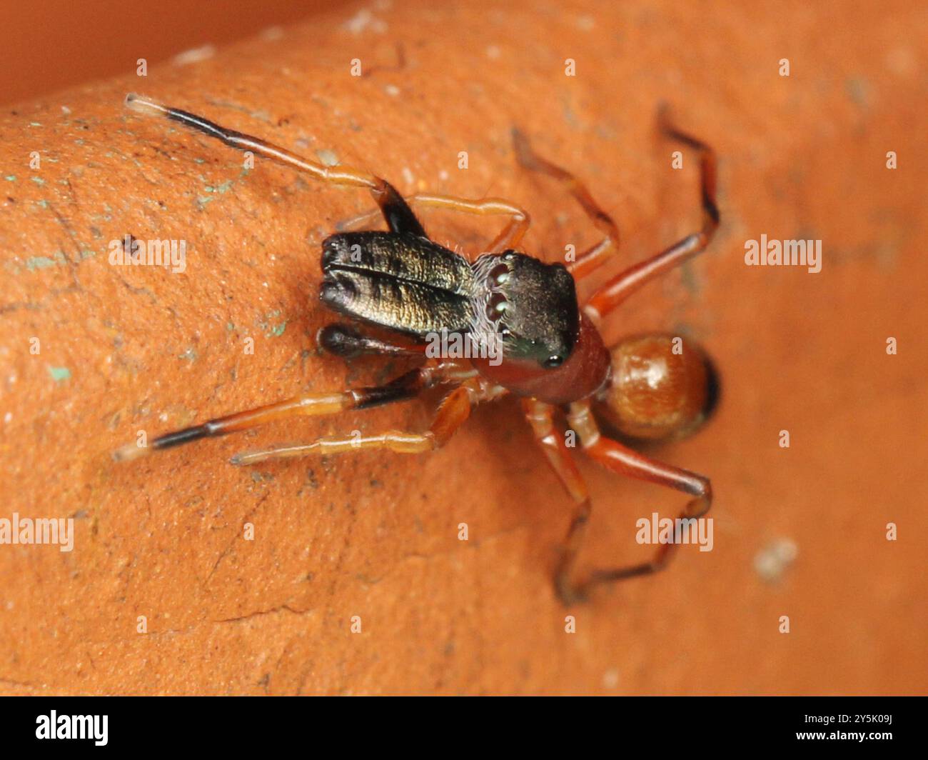 (Myrmarachne formicaria) Arachnida Stock Photo - Alamy