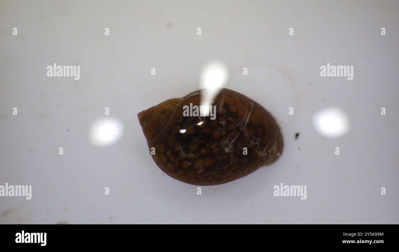 Bladder Snails (Physidae) Mollusca Stock Photo - Alamy
