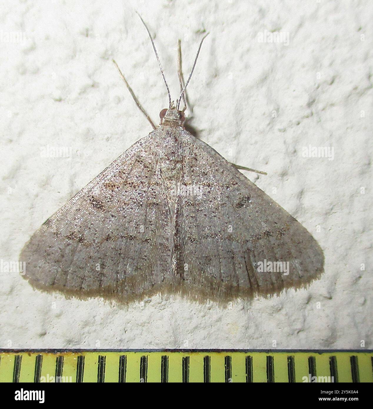 Geometer Moths (Geometridae) Insecta Stock Photo - Alamy