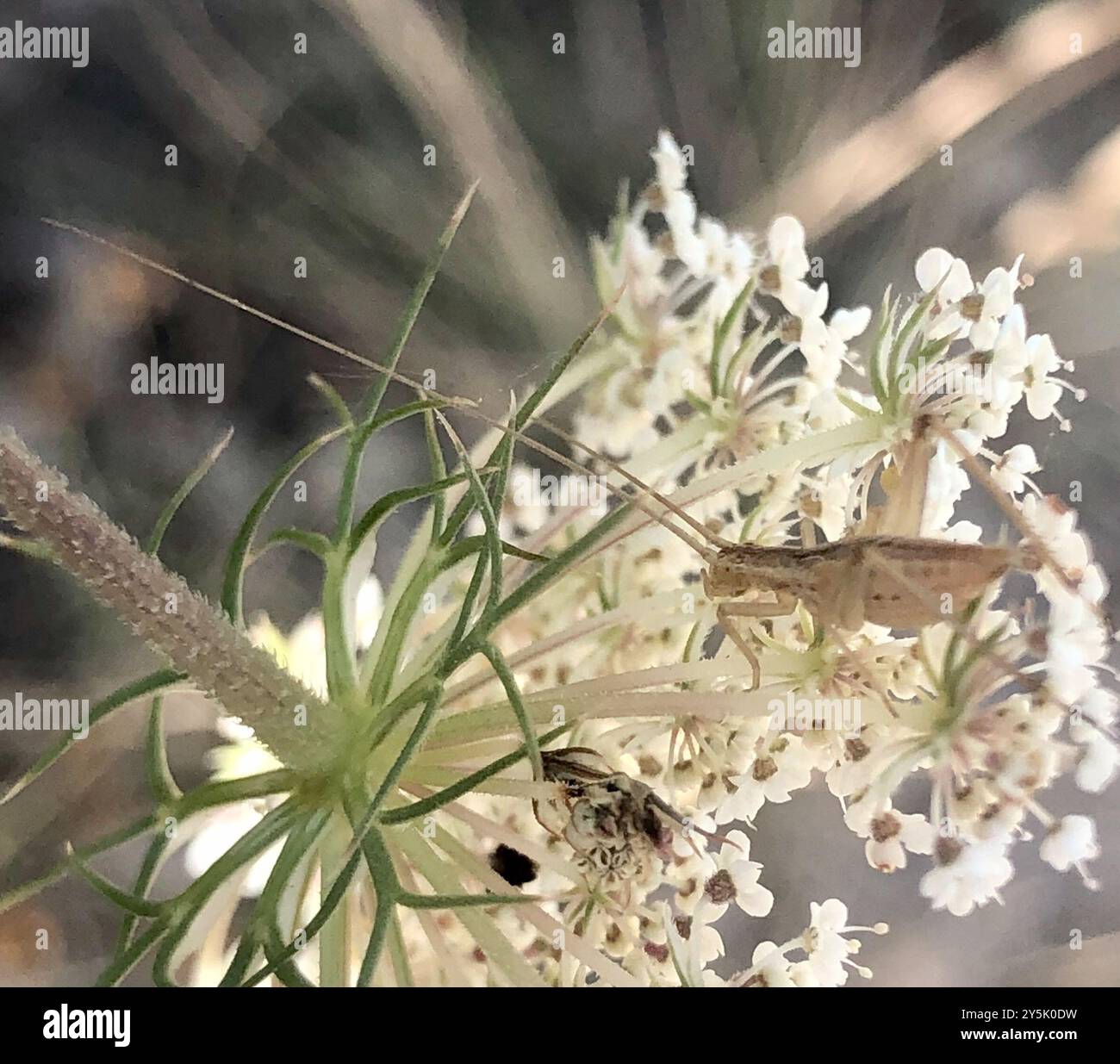 Italian Tree Cricket (Oecanthus pellucens) Insecta Stock Photo - Alamy