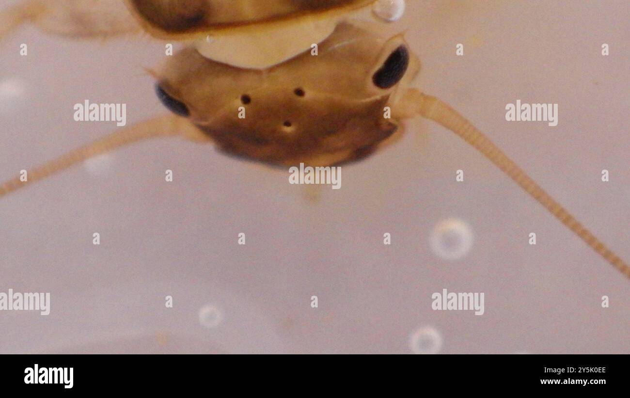 Common Stoneflies (Perlidae) Insecta Stock Photo - Alamy