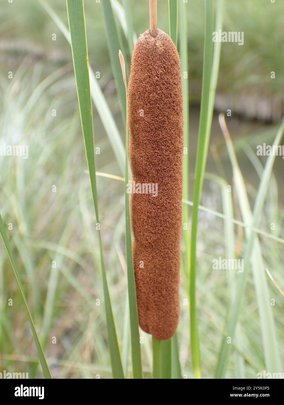 narrow-leaved cattail (Typha angustifolia) Plantae Stock Photo - Alamy