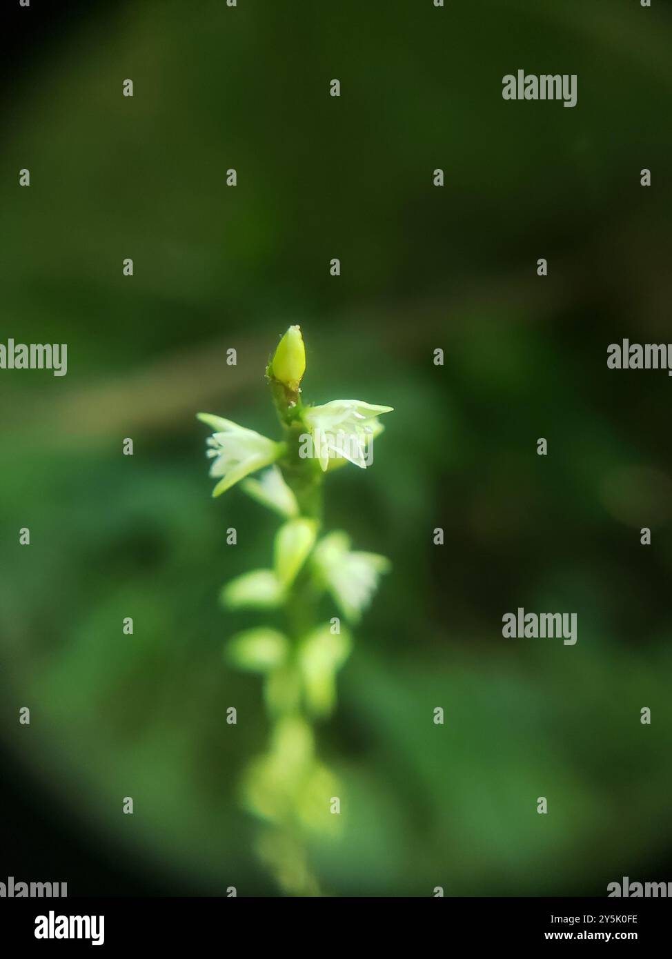 American jumpseed (Persicaria virginiana) Plantae Stock Photo - Alamy