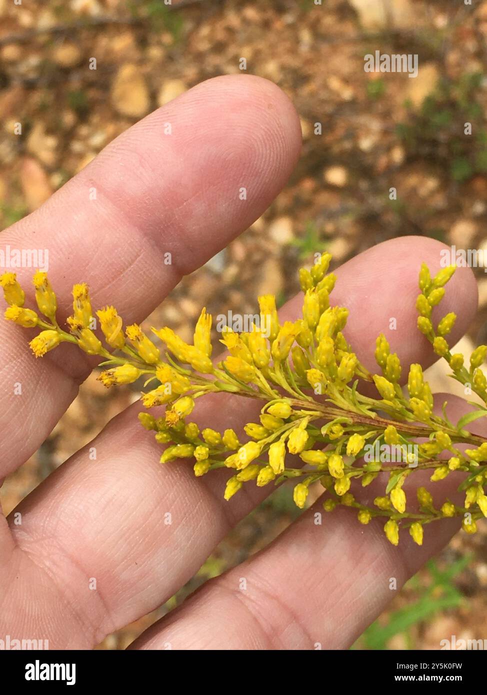 Small's Goldenrod (Solidago pinetorum) Plantae Stock Photo - Alamy