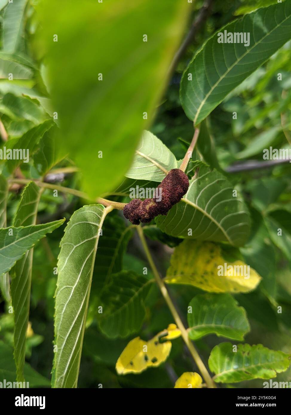Black Walnut Petiole Gall Mite (Aceria caulis) Arachnida Stock Photo ...