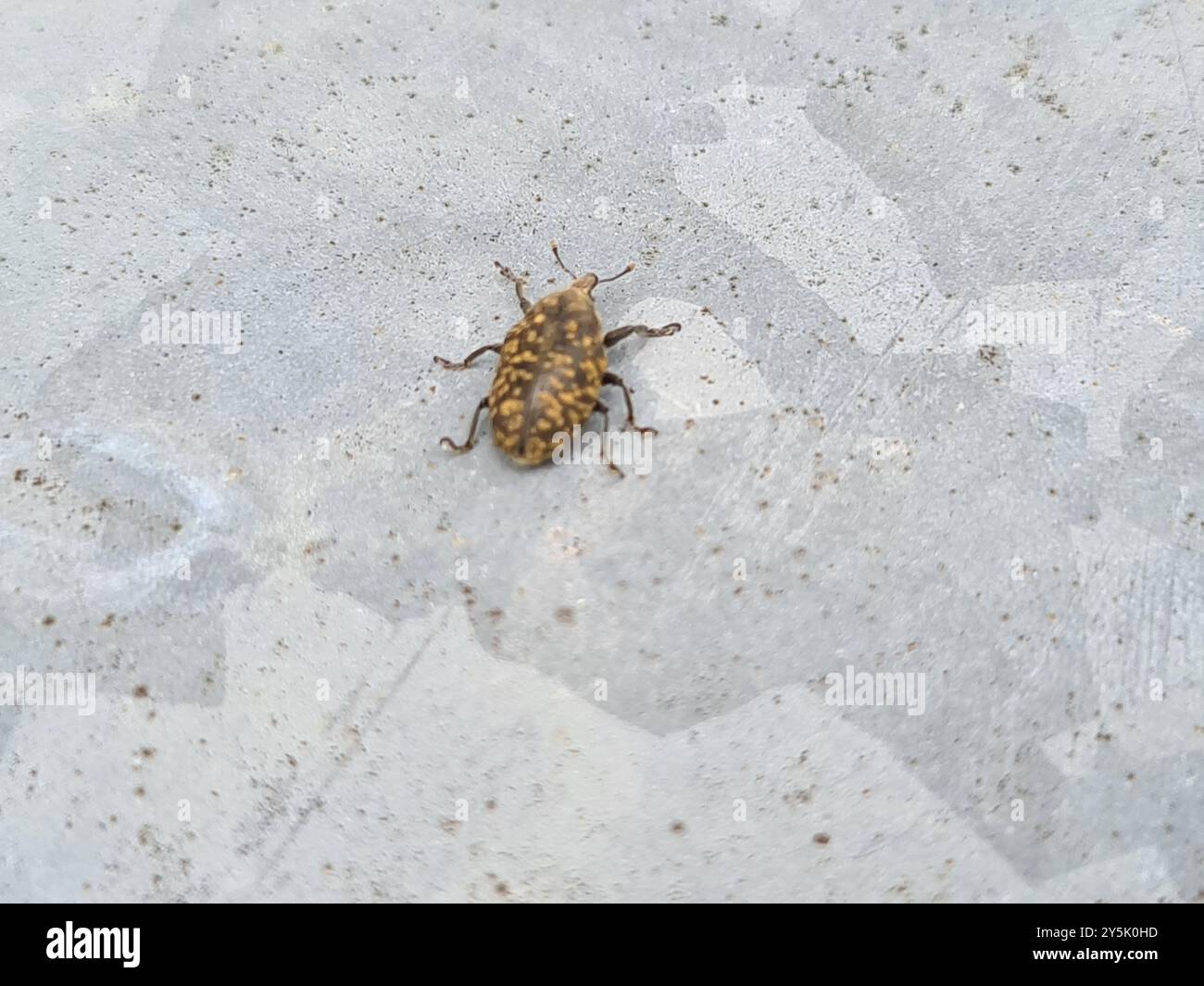 Turbine Cylindrical Weevil (Larinus turbinatus) Insecta Stock Photo - Alamy